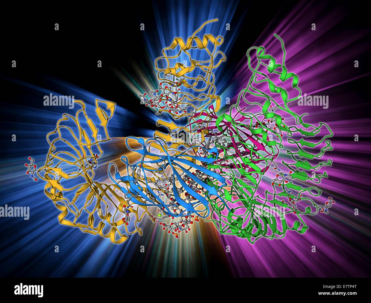 Human pathogen recognition molecule. Molecular model of a complex ...
