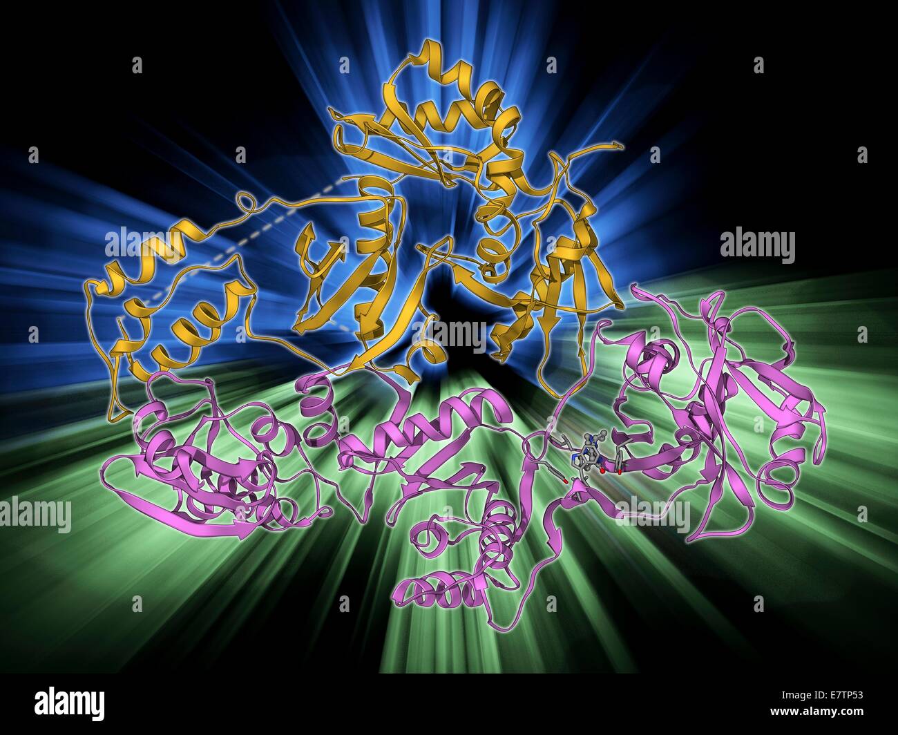 HIV reverse transcription enzyme. Molecular model of the reverse ...
