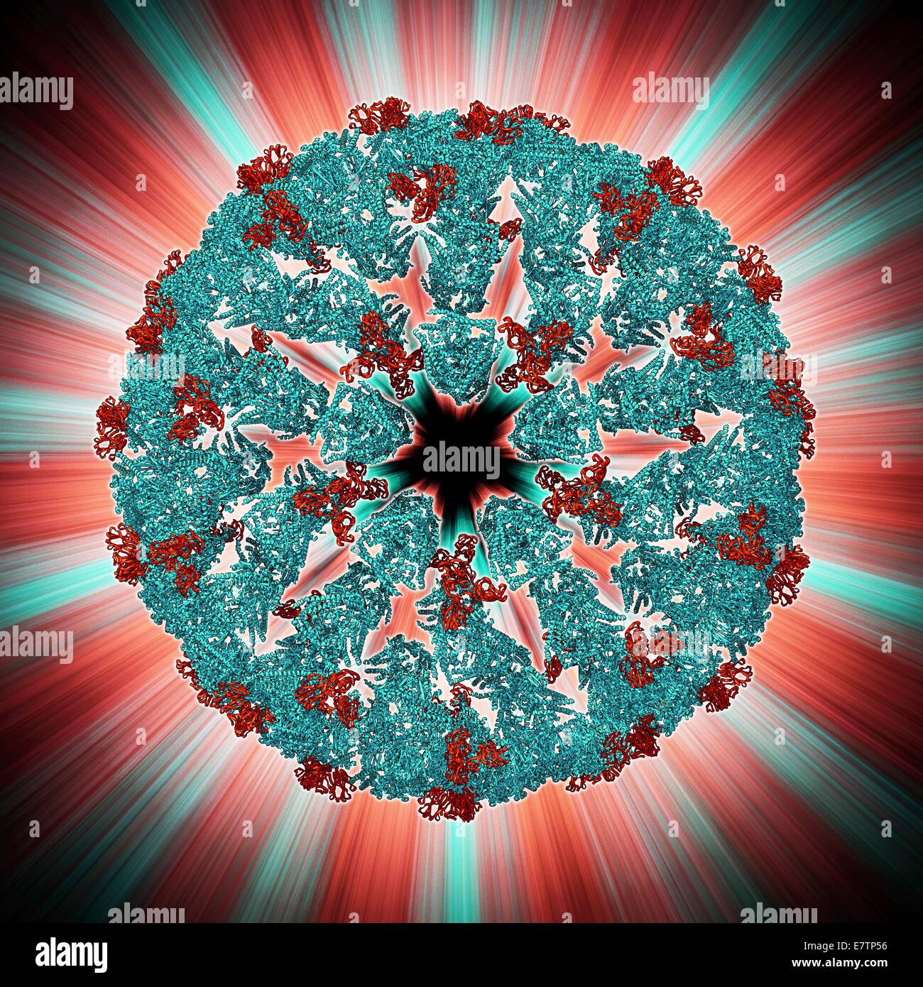 Orbivirus hi-res stock photography and images - Alamy