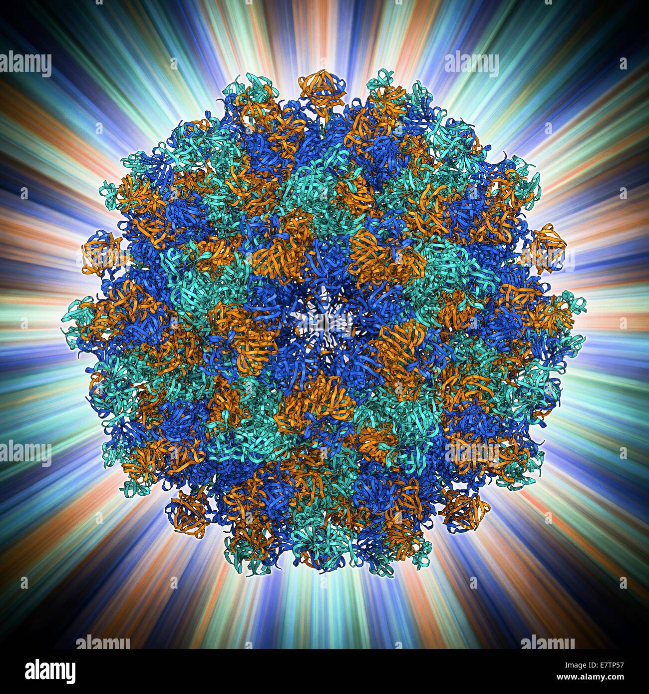 Hepatitis E virus capsid, molecular model. This virus causes the ...