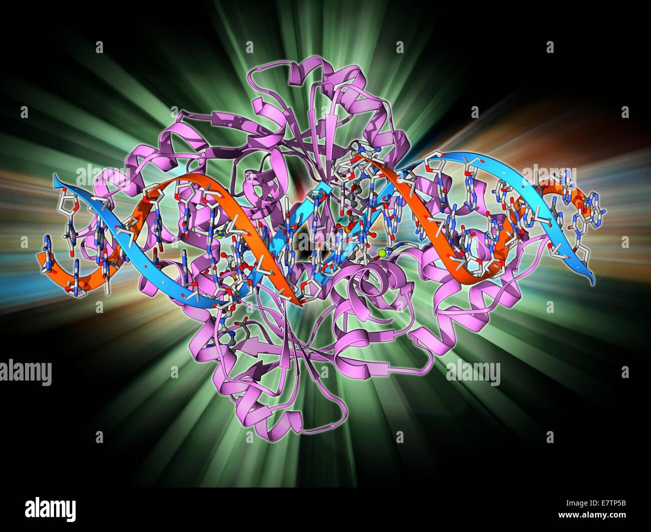 Transcription repressor protein and DNA, molecular model. The repressor ...