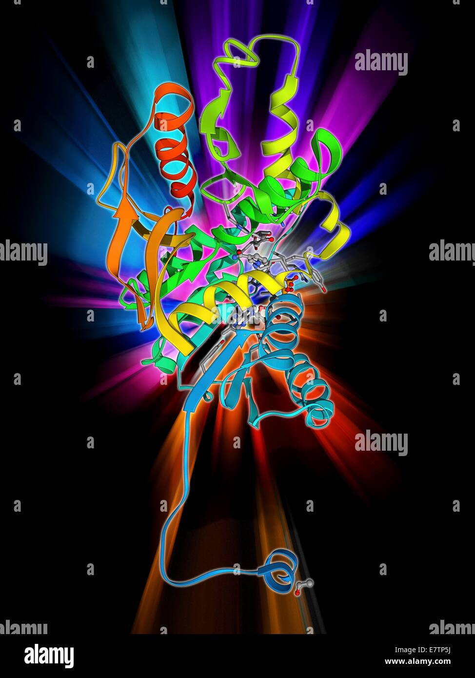 Lactate dehydrogenase enzyme, molecular model. This enzyme converts ...