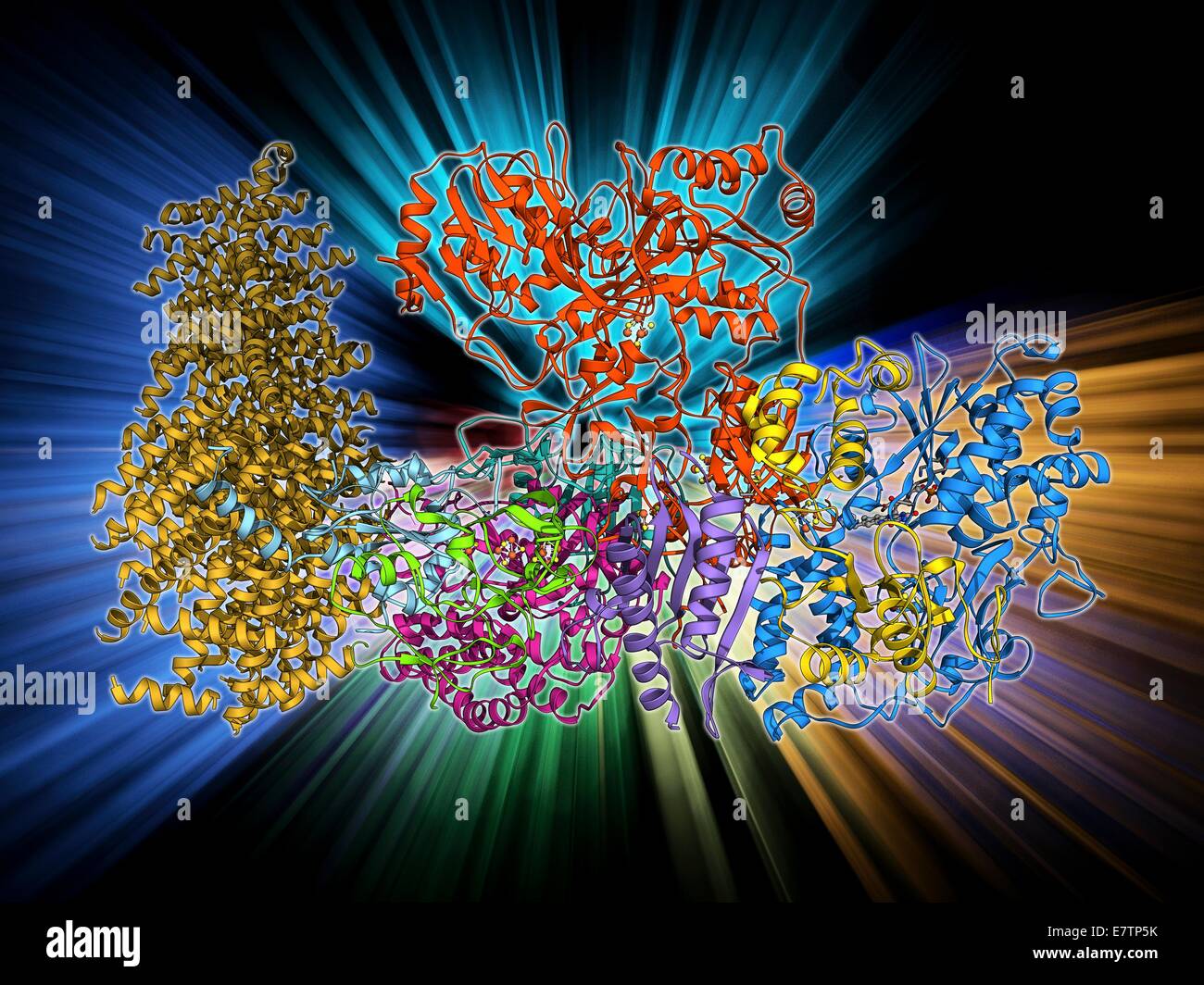 Oxidoreductase enzyme complex. Molecular model of a complex of NADH ...