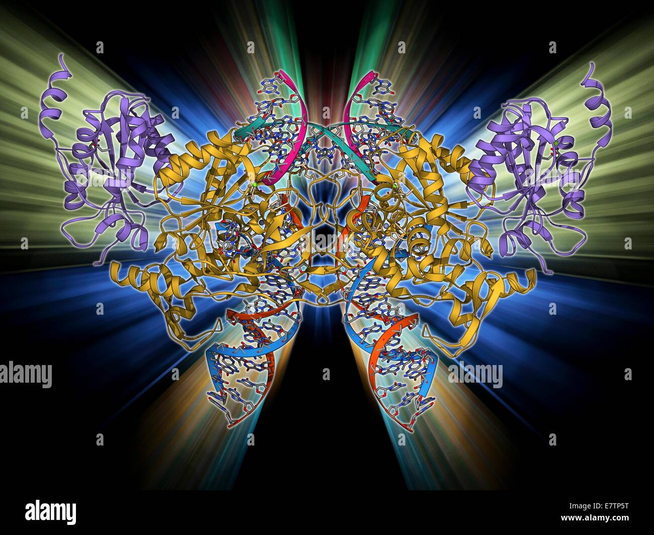Retroviral intasome molecule. Molecular model of an intasome from a ...