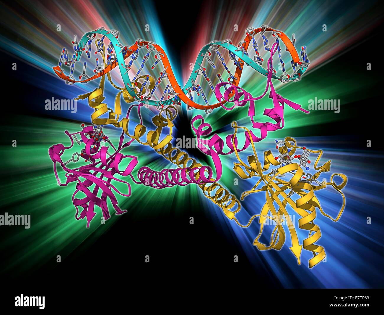 Transcription activator and DNA. Molecular model of the transcriptional ...