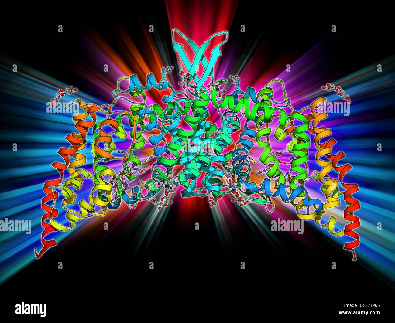 Saccharide transport protein. Molecular model of the phosphorylation ...
