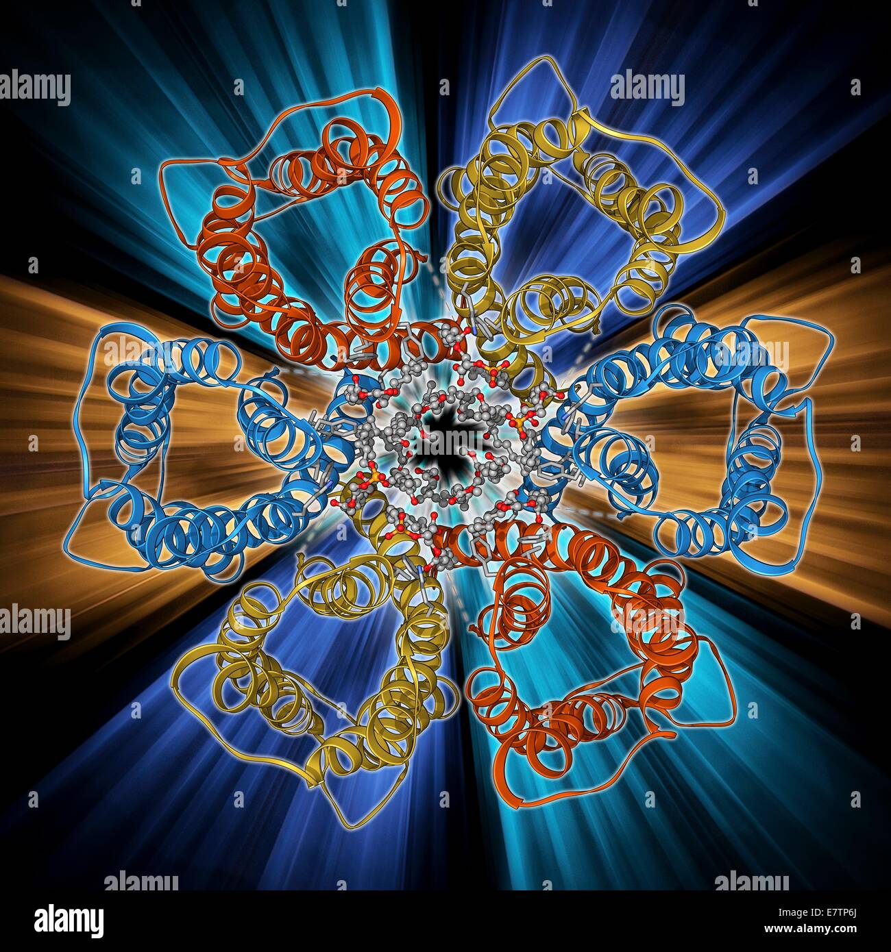 Urea channel. Molecular model of the proton-gated urea channel from the ...
