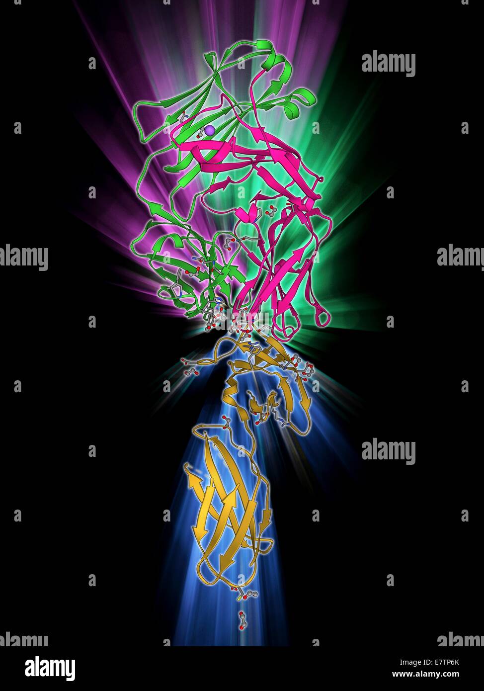 Leptin receptors hi-res stock photography and images - Alamy