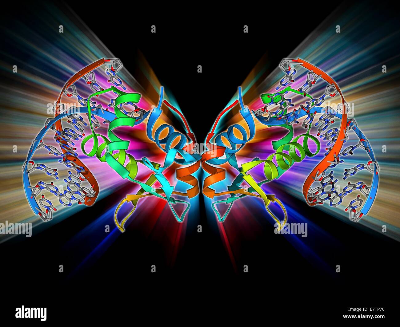 Transcription factor bound to DNA. Molecular model of the human ETS ...