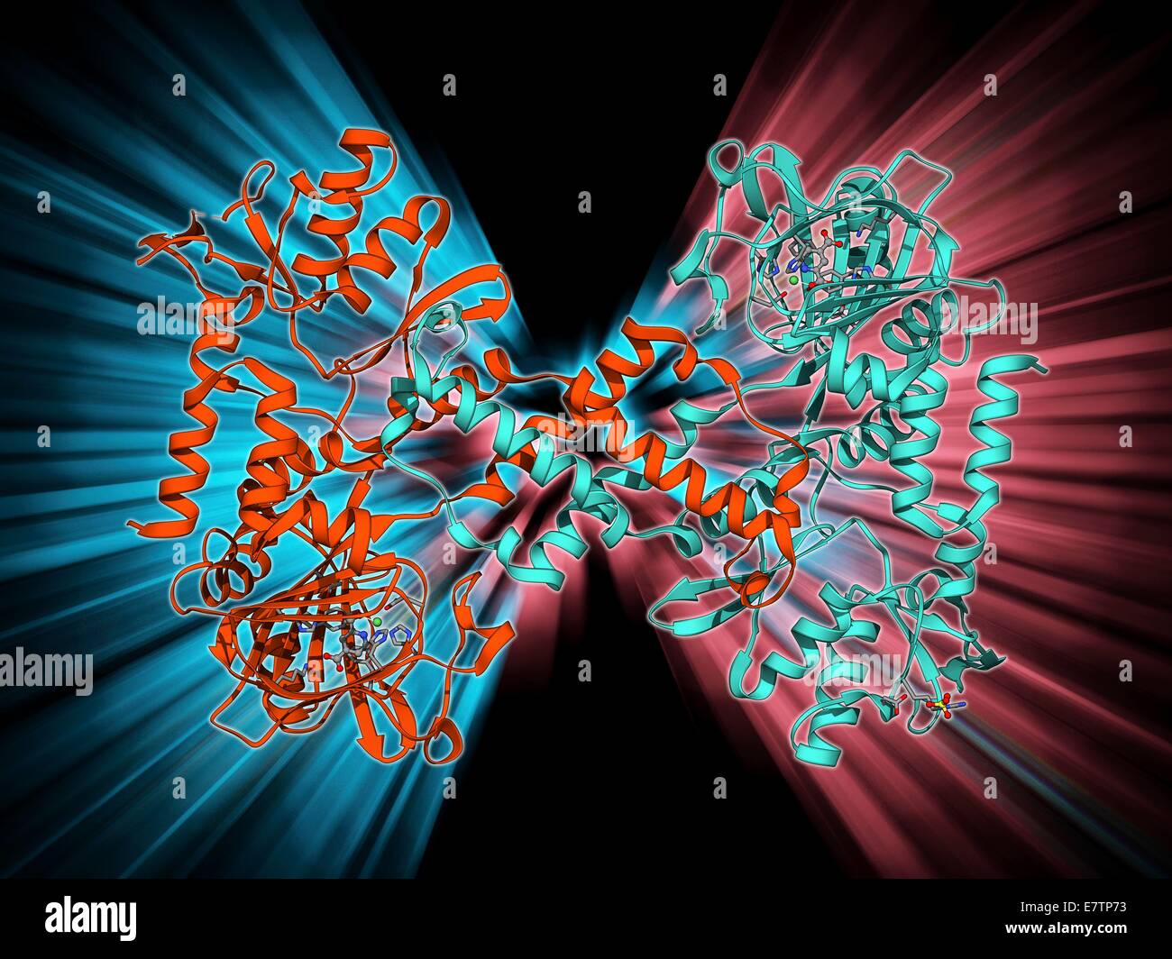 Human lysine-specific demethylase, molecular model. This enzyme removes ...