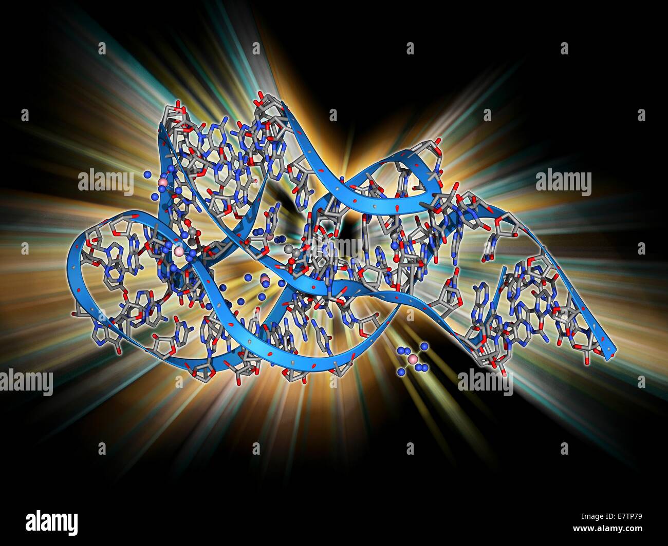 Guanine-responsive riboswitch, molecular model. This protein regulates ...