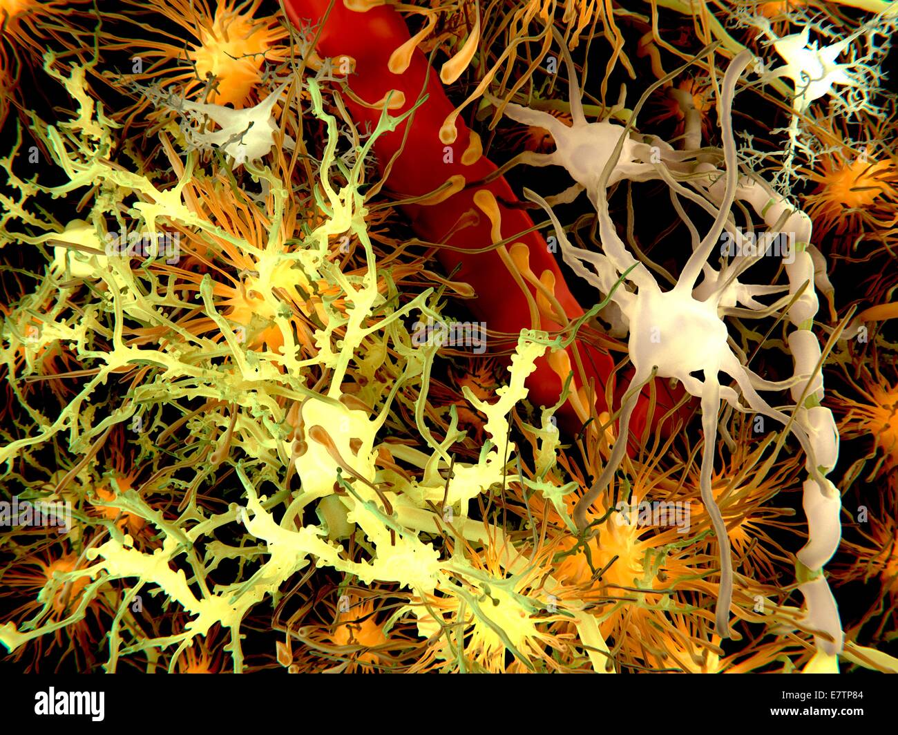 Human brain cells, computer artwork. Neurons are yellow, astrocytes are ...