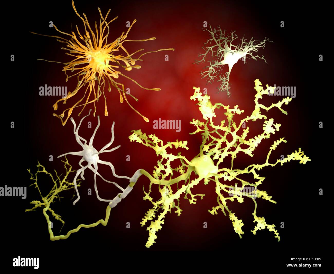 Human brain cells, computer artwork. Neurons are yellow, astrocytes are ...
