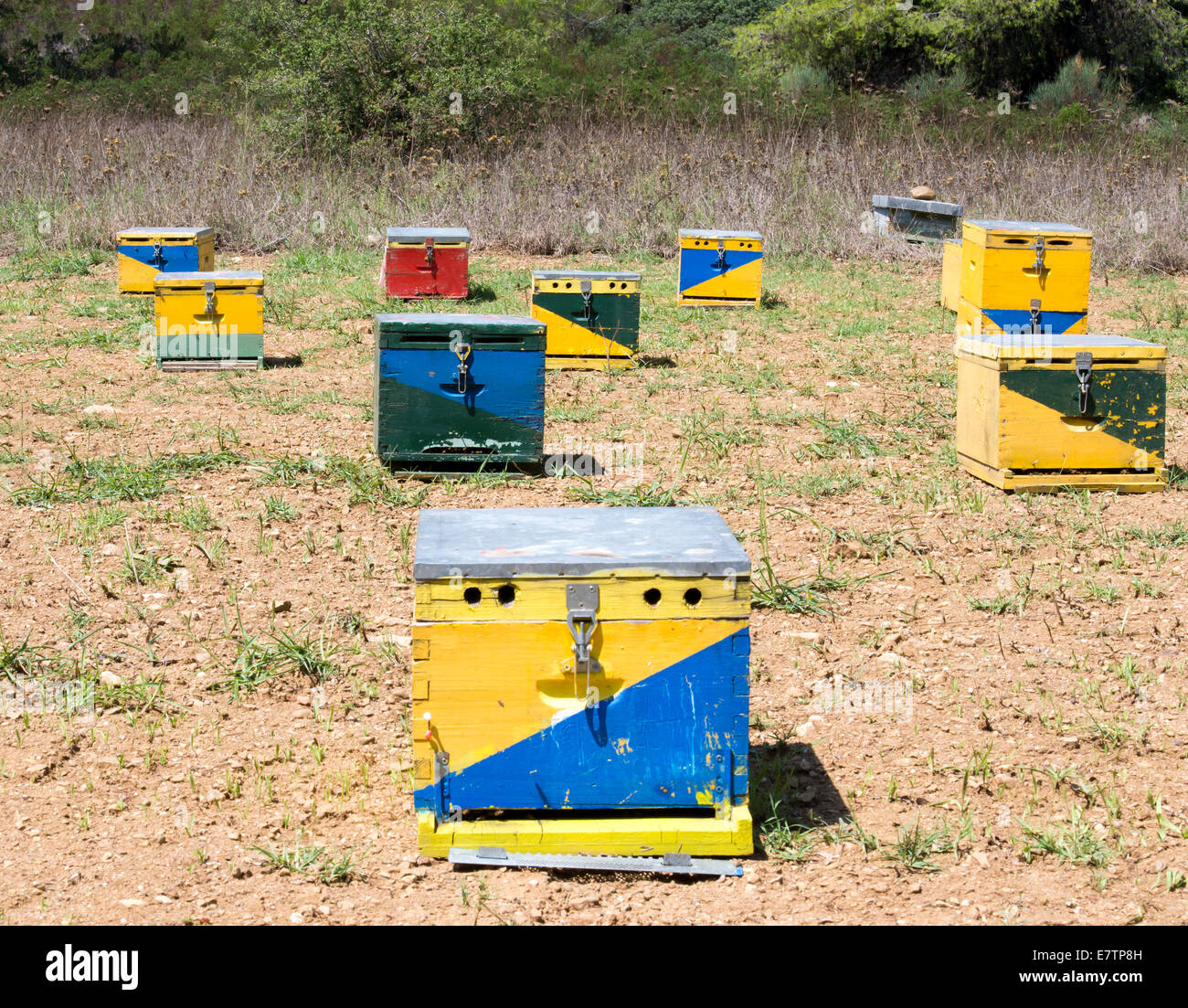 Bee hives set out in the countryside Stock Photo - Alamy