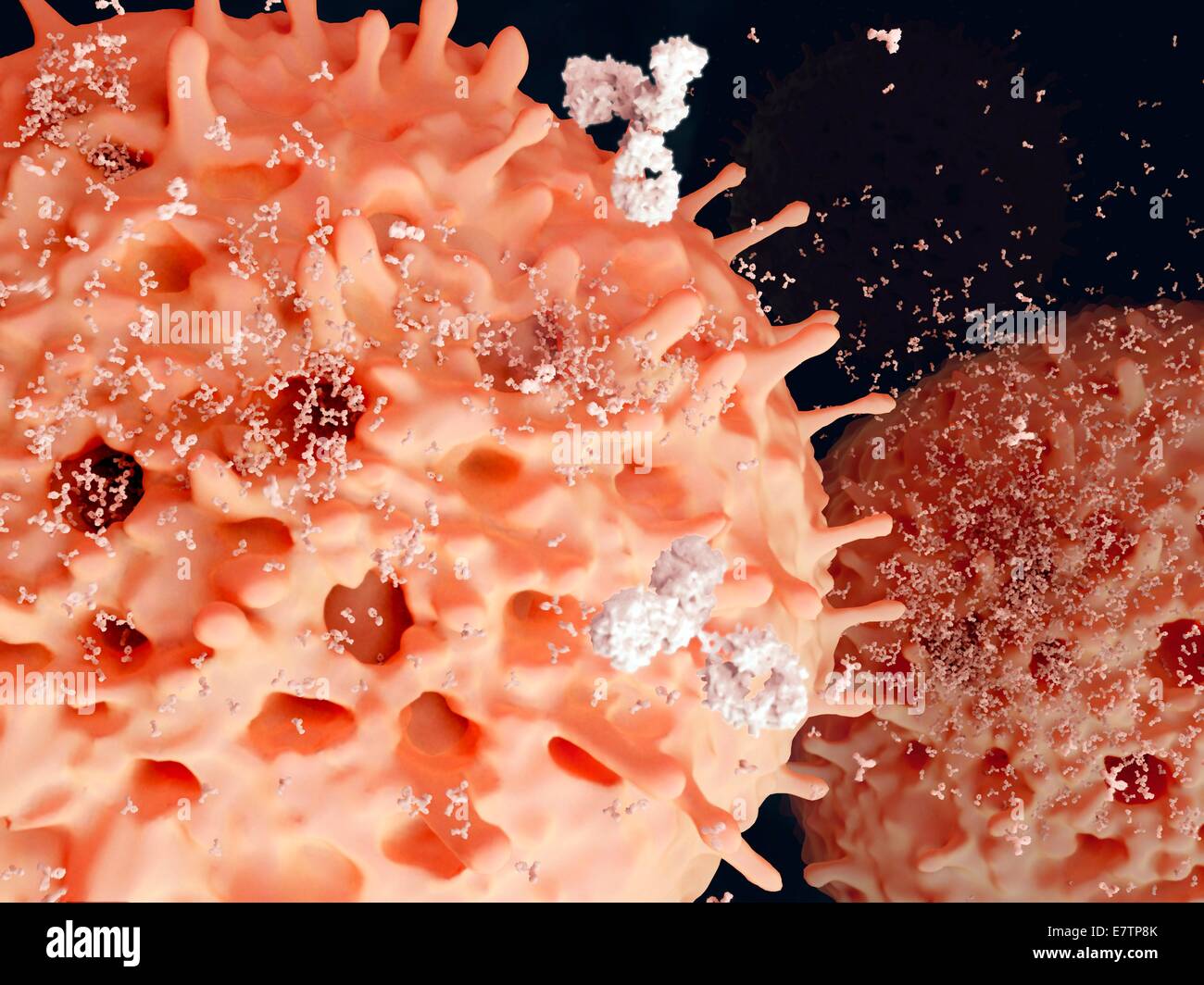 Plasma cells. Computer artwork of plasma cells, a type of white blood ...