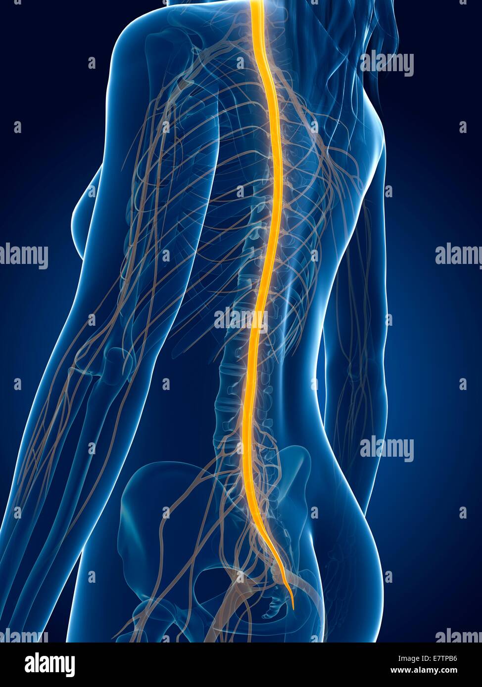 Computer cord hi-res stock photography and images - Alamy