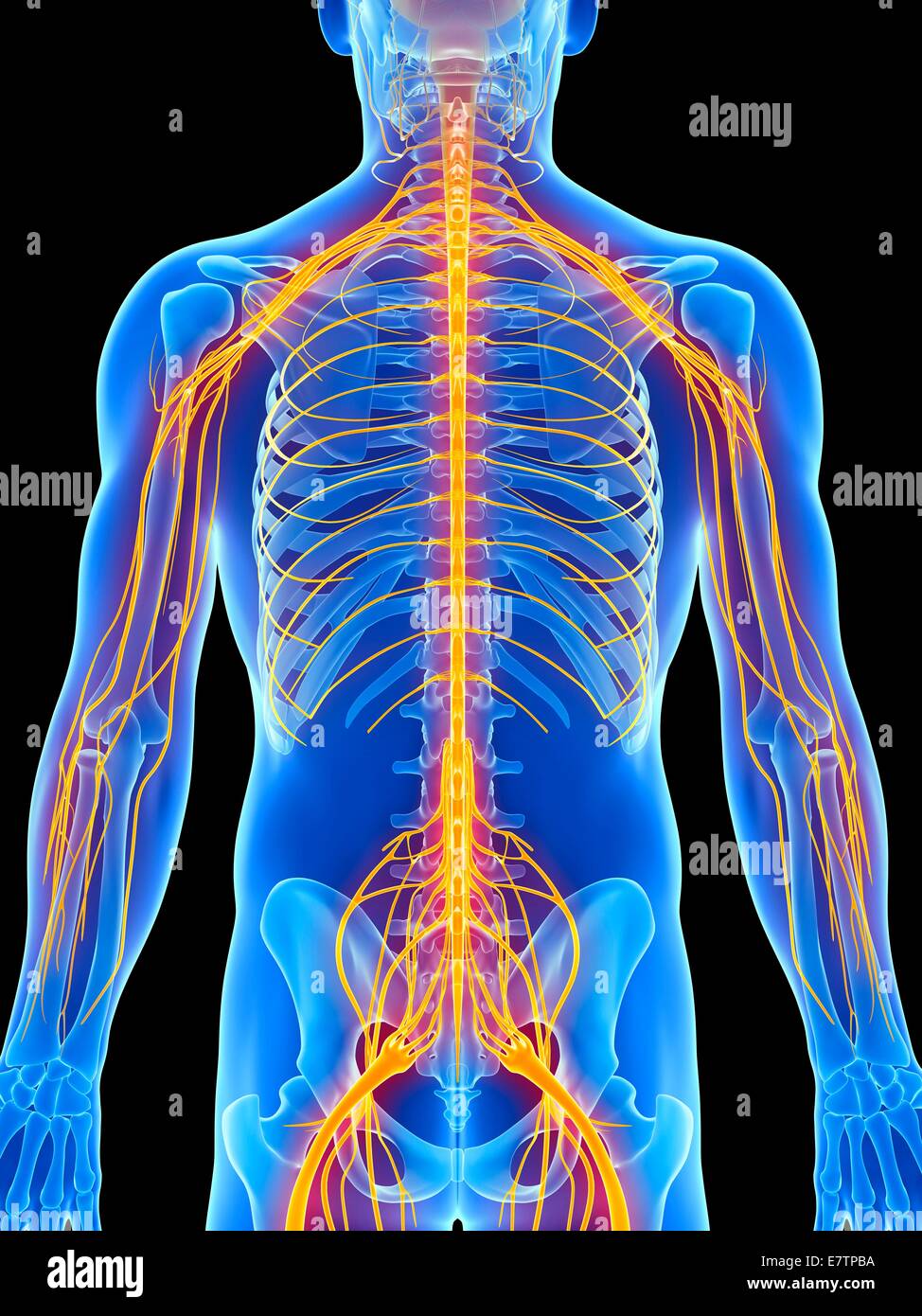 Human nervous system, computer artwork Stock Photo - Alamy