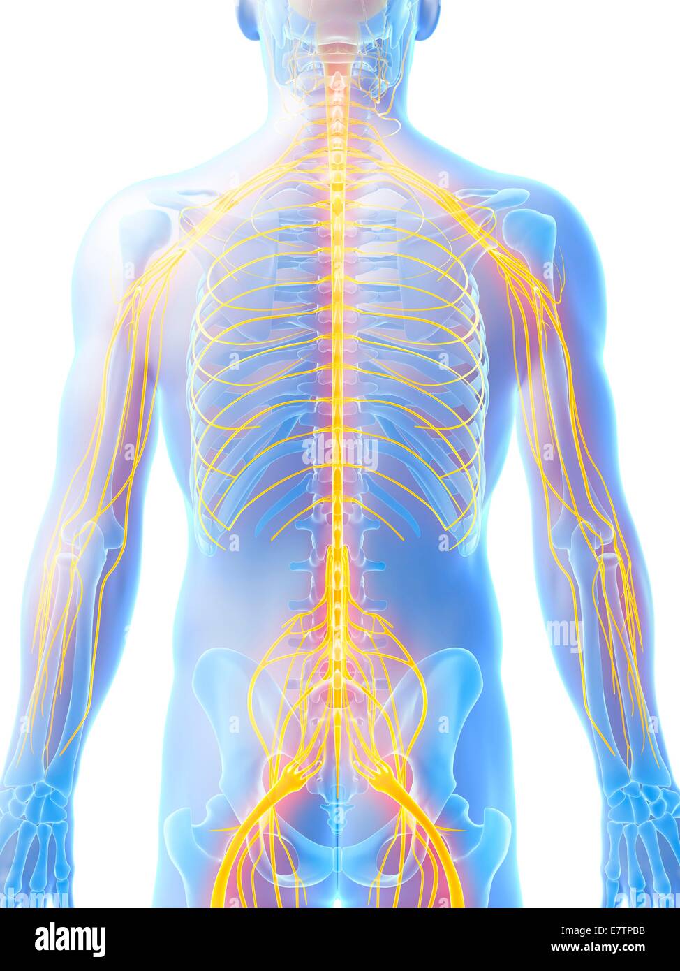 Human nervous system, computer artwork Stock Photo - Alamy
