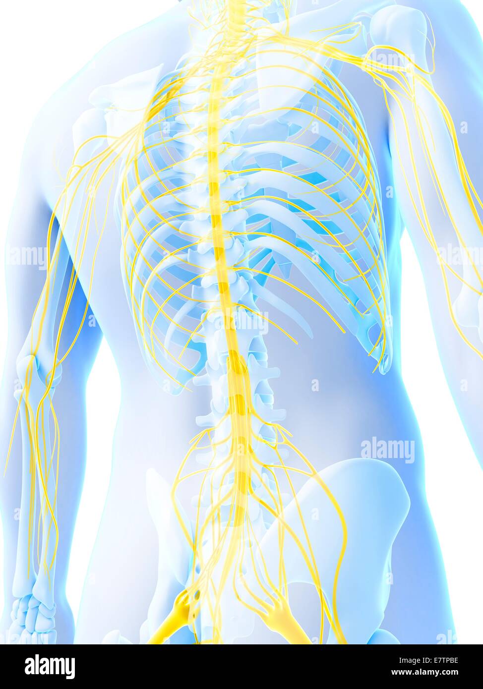 Human nervous system, computer artwork Stock Photo - Alamy