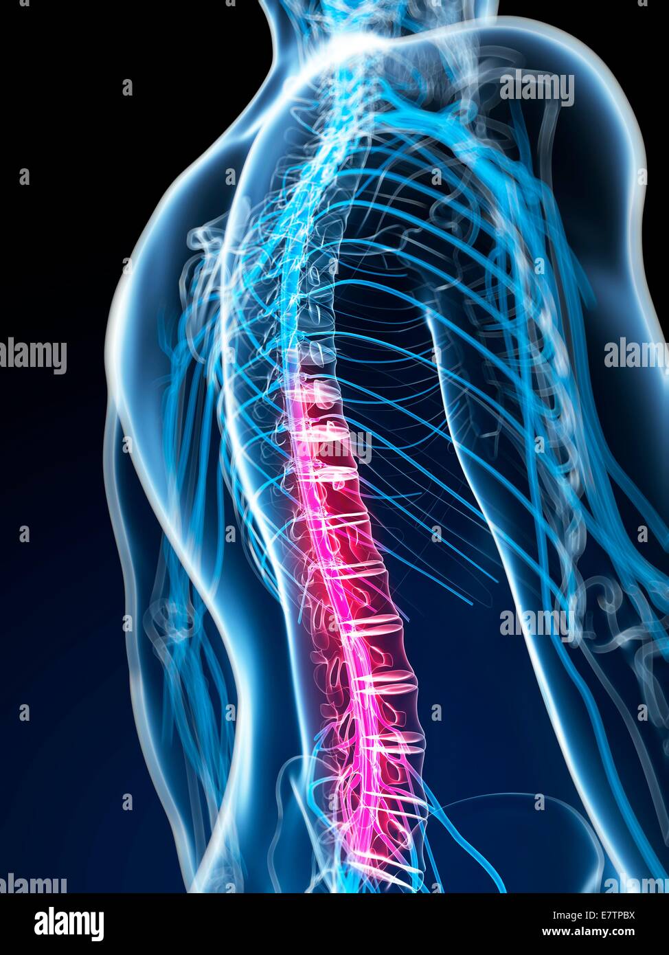 Human spinal cord, computer artwork Stock Photo - Alamy