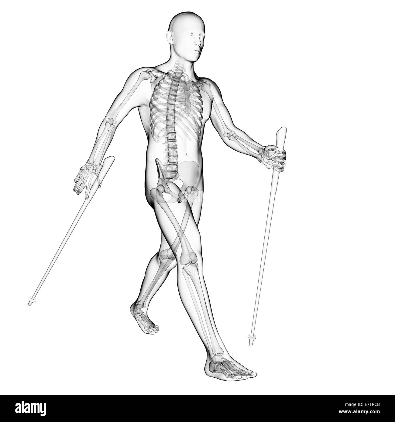 Nordic walker, computer artwork Stock Photo - Alamy