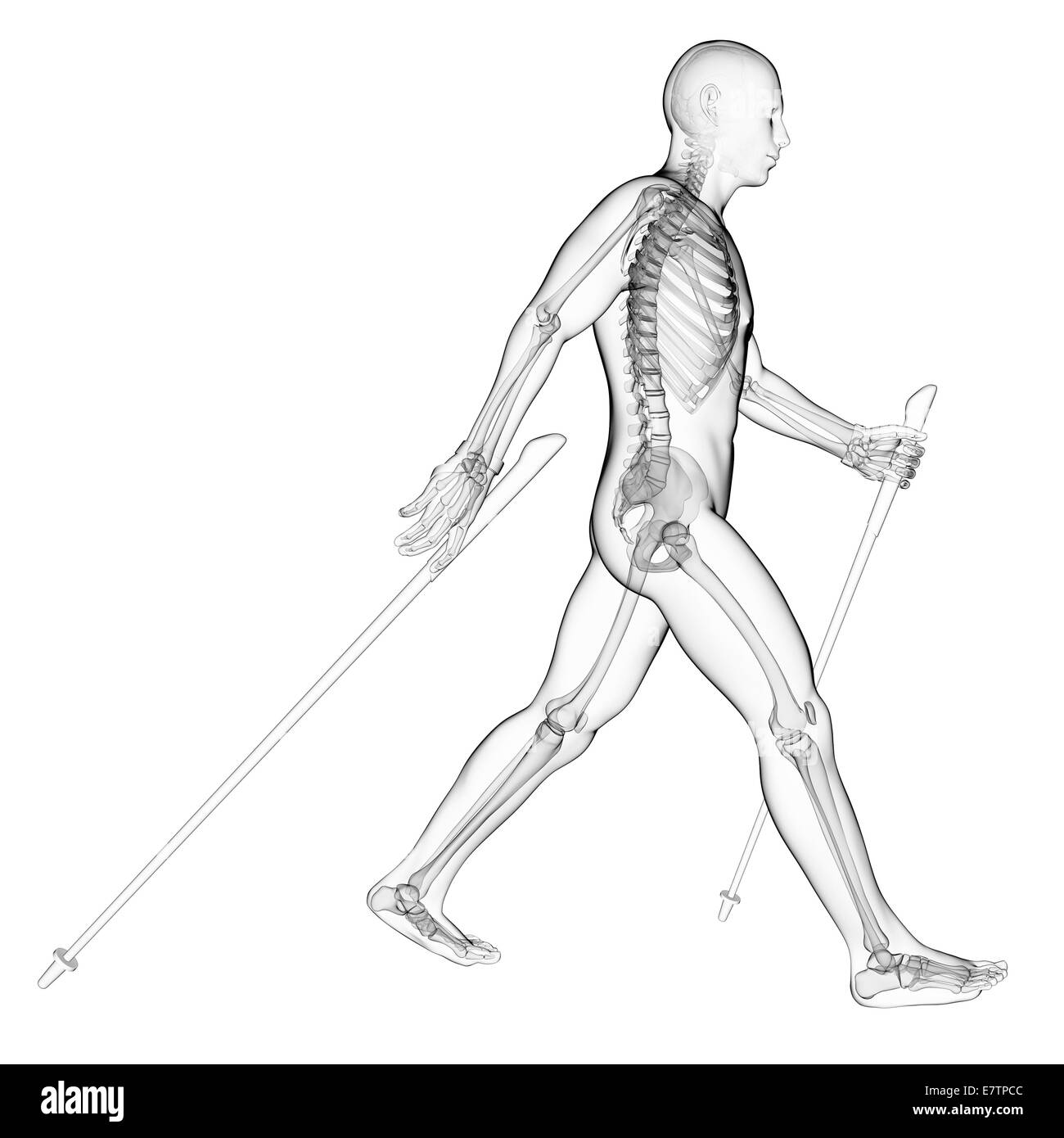 Nordic walker, computer artwork Stock Photo - Alamy