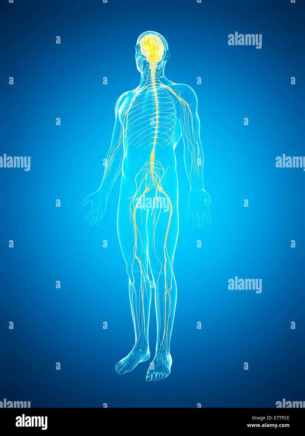Human nervous system, computer artwork Stock Photo - Alamy