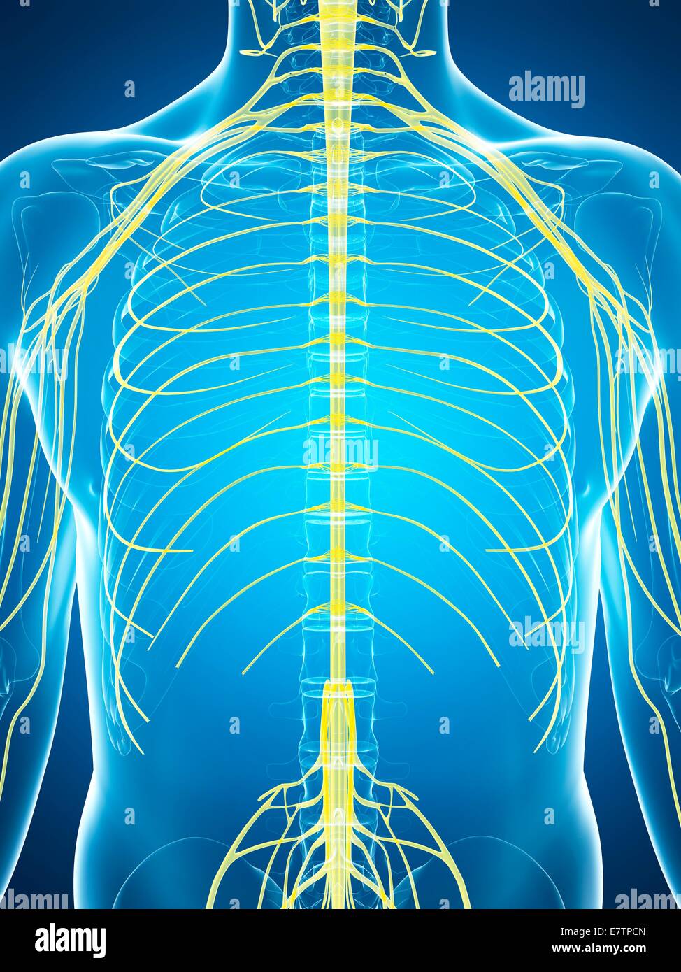 Human nervous system, computer artwork Stock Photo - Alamy