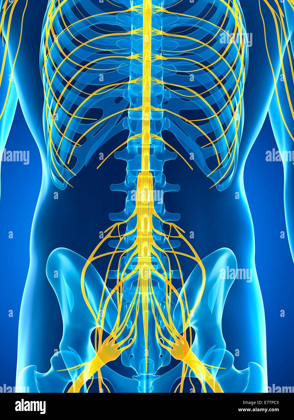 Male nervous system, computer artwork Stock Photo - Alamy