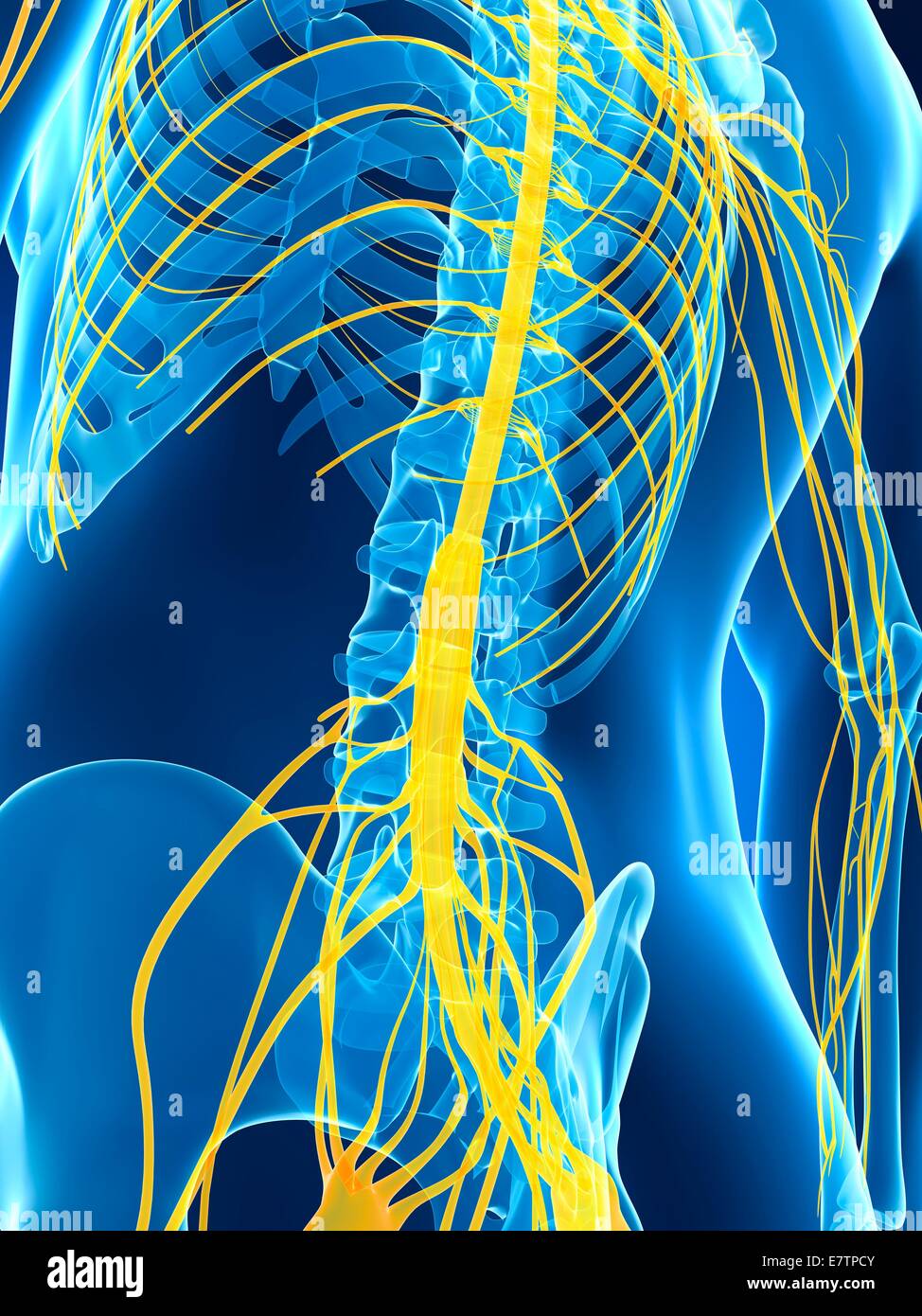 Male nervous system, computer artwork Stock Photo - Alamy
