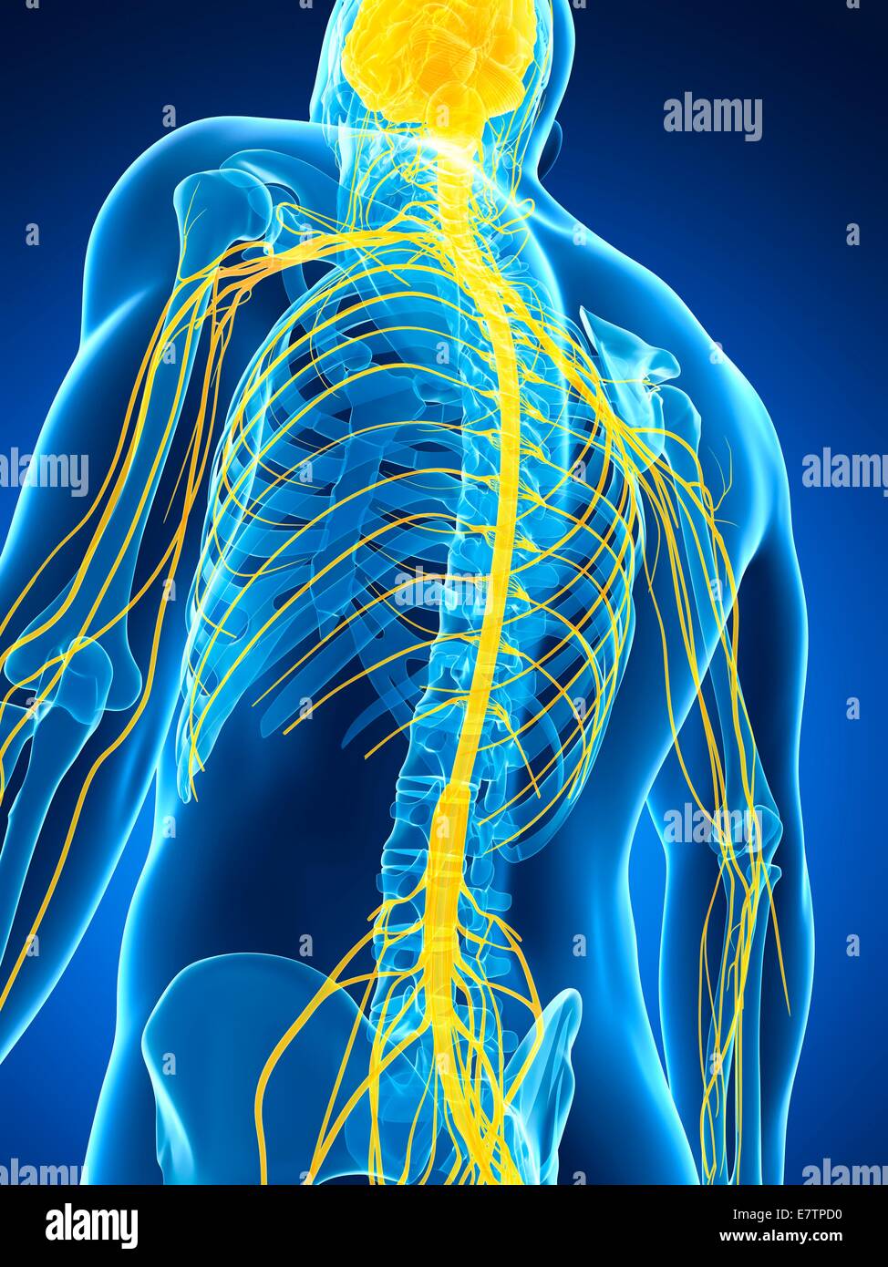 Male nervous system, computer artwork Stock Photo - Alamy