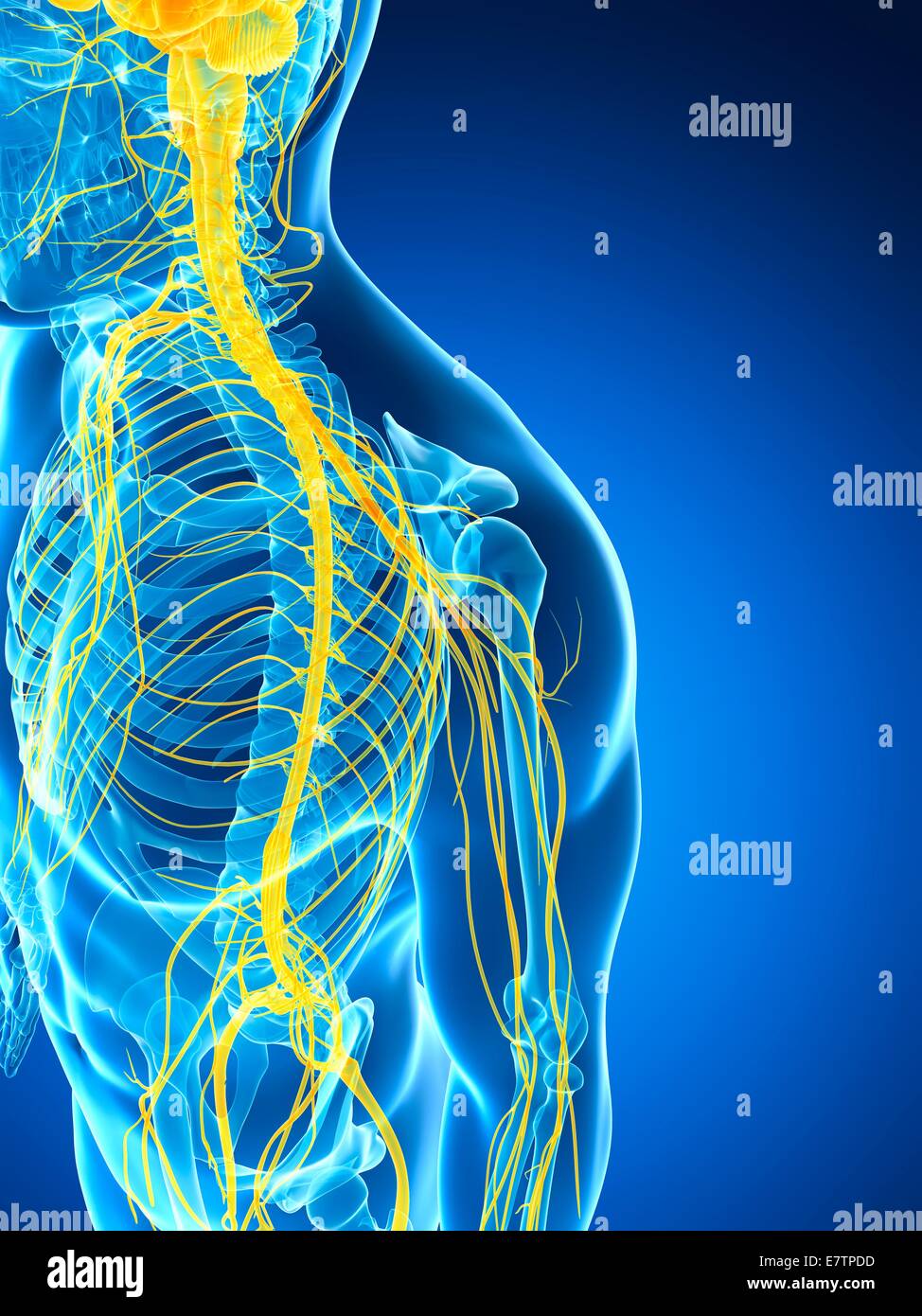 Human nervous system, computer artwork Stock Photo - Alamy