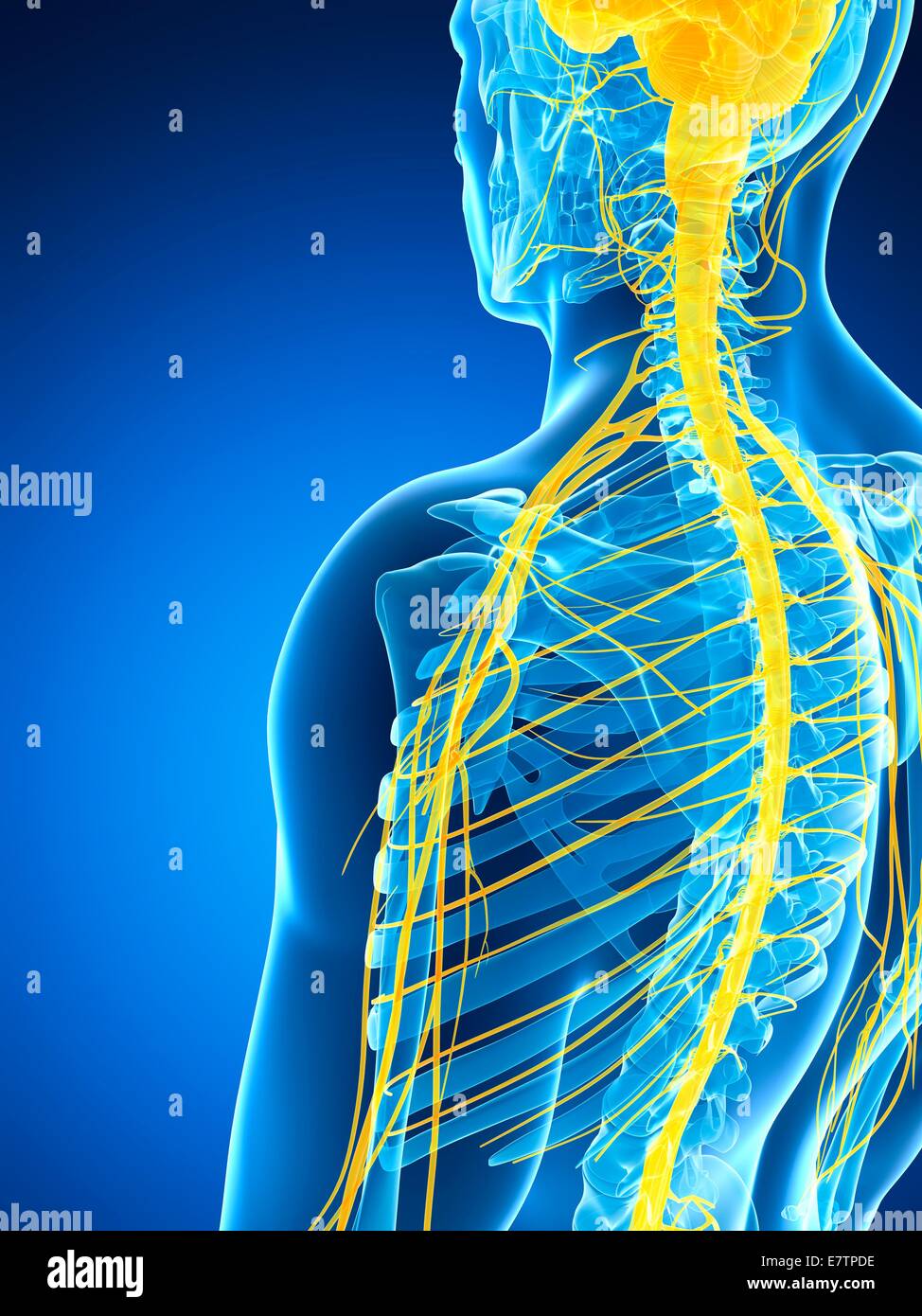 Human nervous system, computer artwork Stock Photo - Alamy