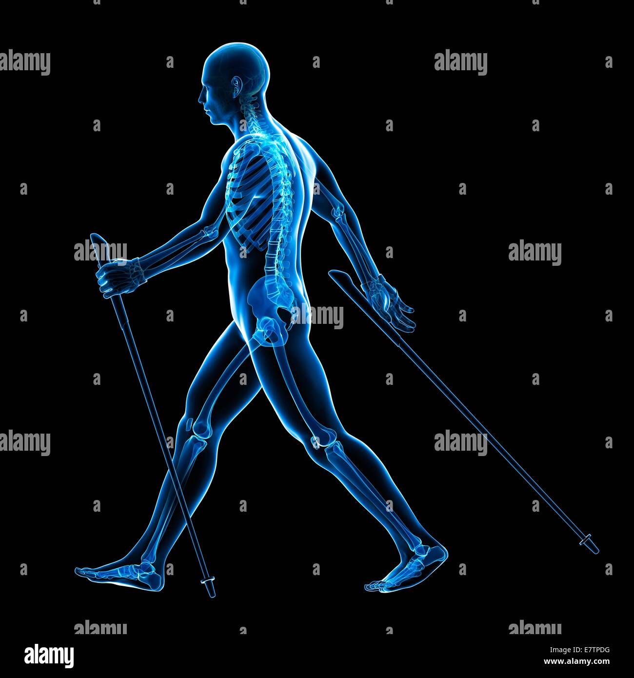 Nordic walker, computer artwork Stock Photo - Alamy