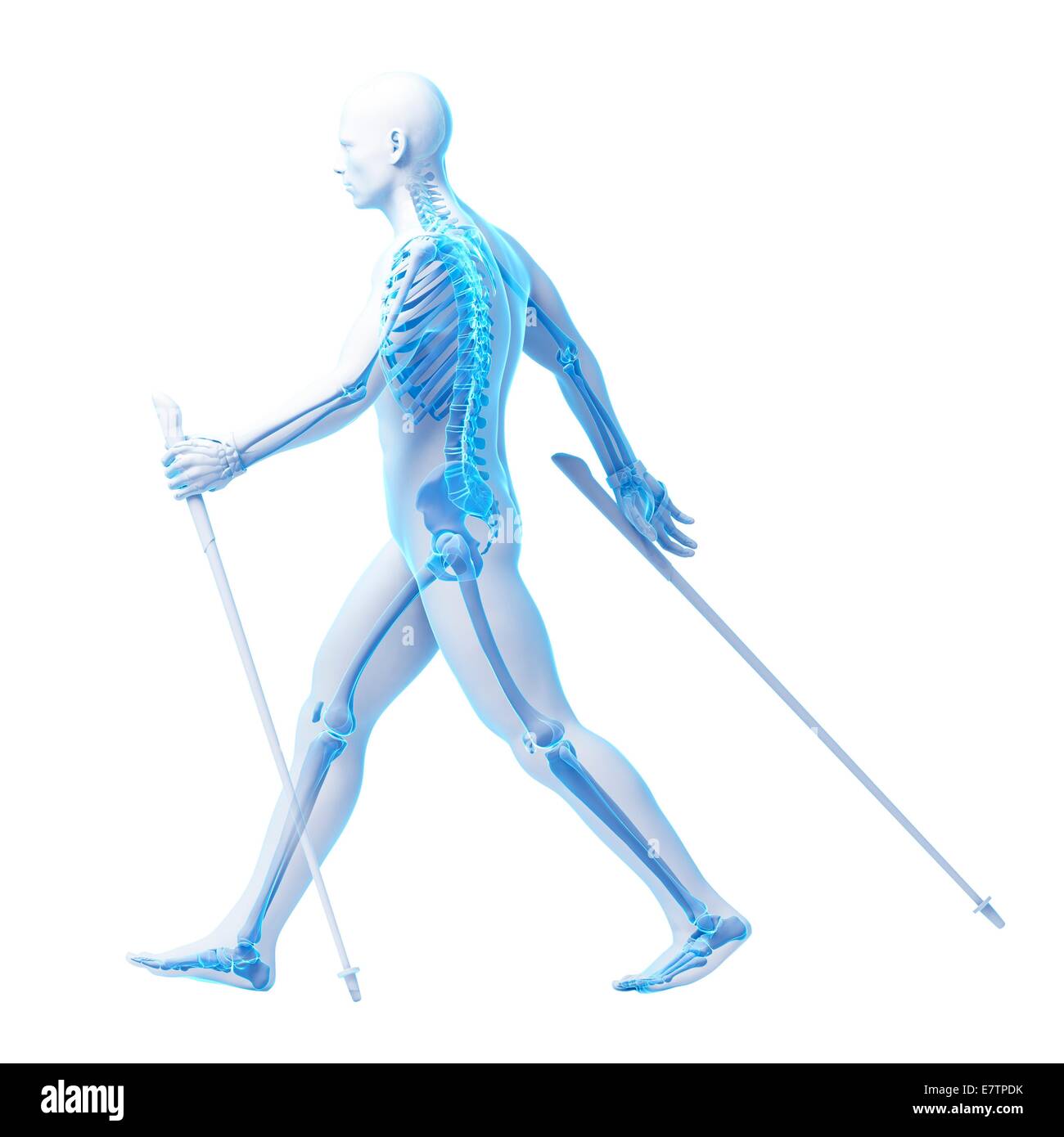 Nordic walker, computer artwork Stock Photo - Alamy