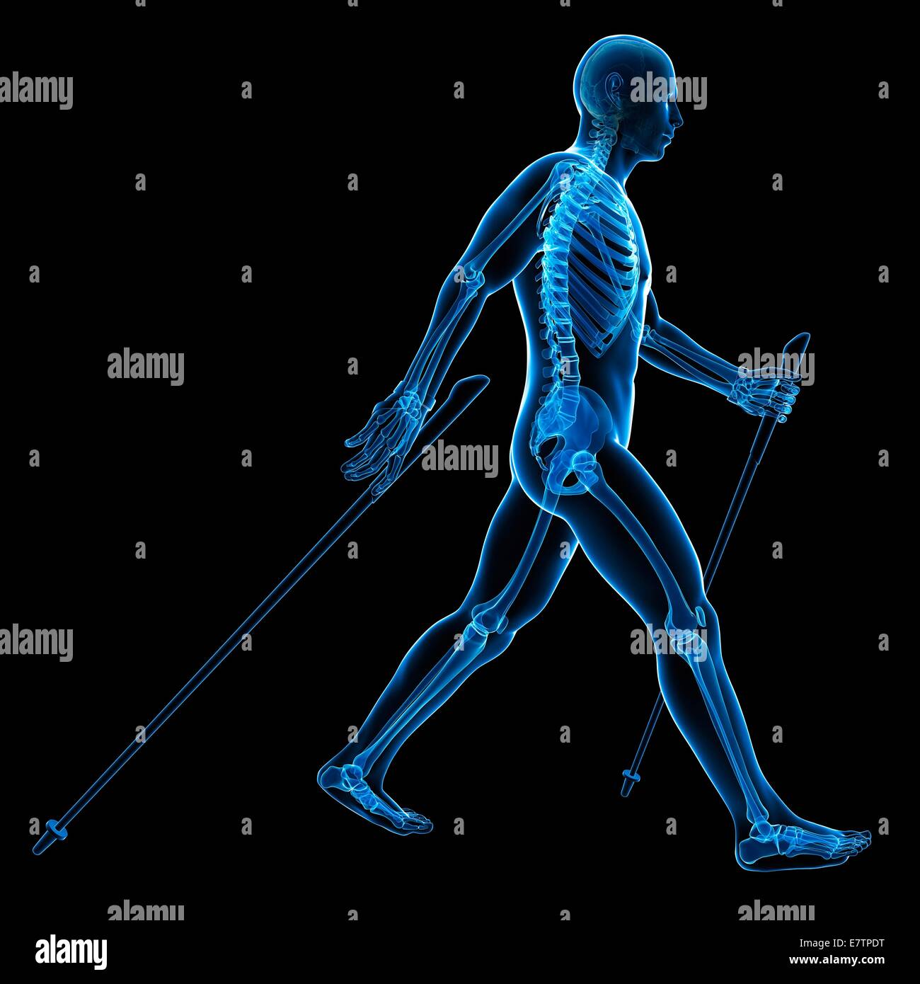 Nordic walker, computer artwork Stock Photo - Alamy