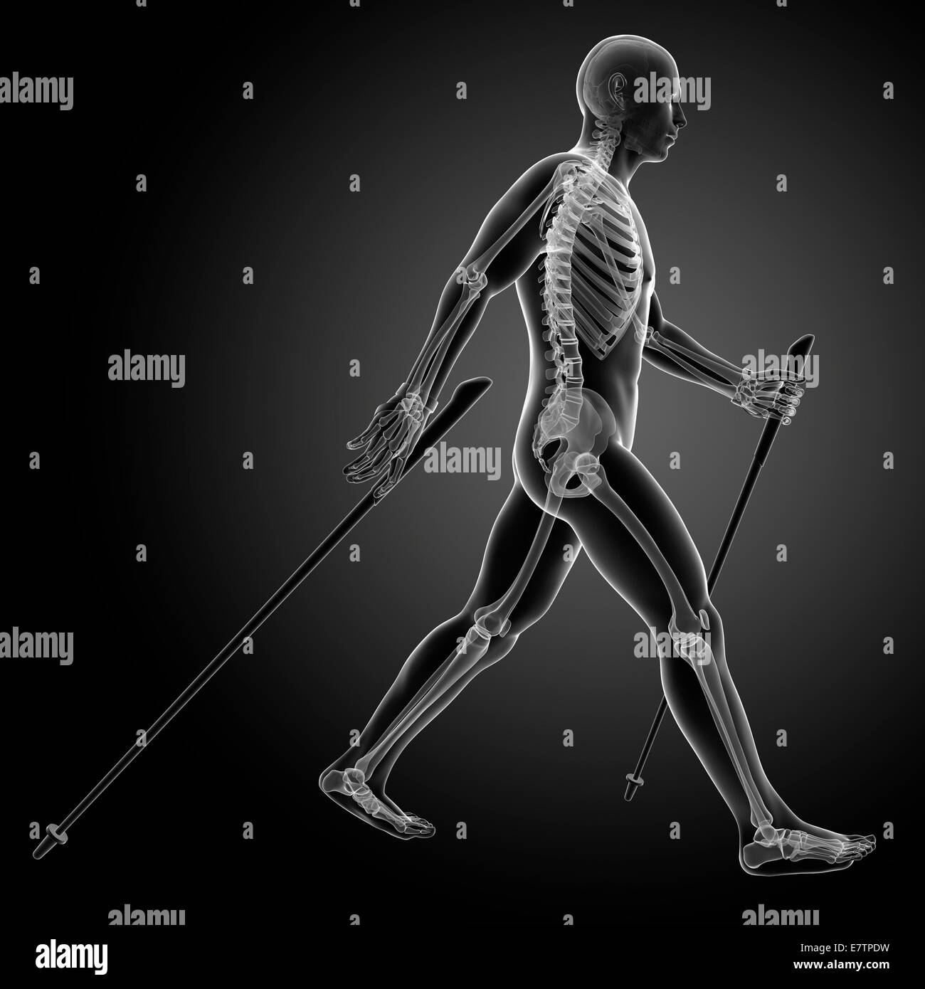Nordic walker, computer artwork Stock Photo - Alamy