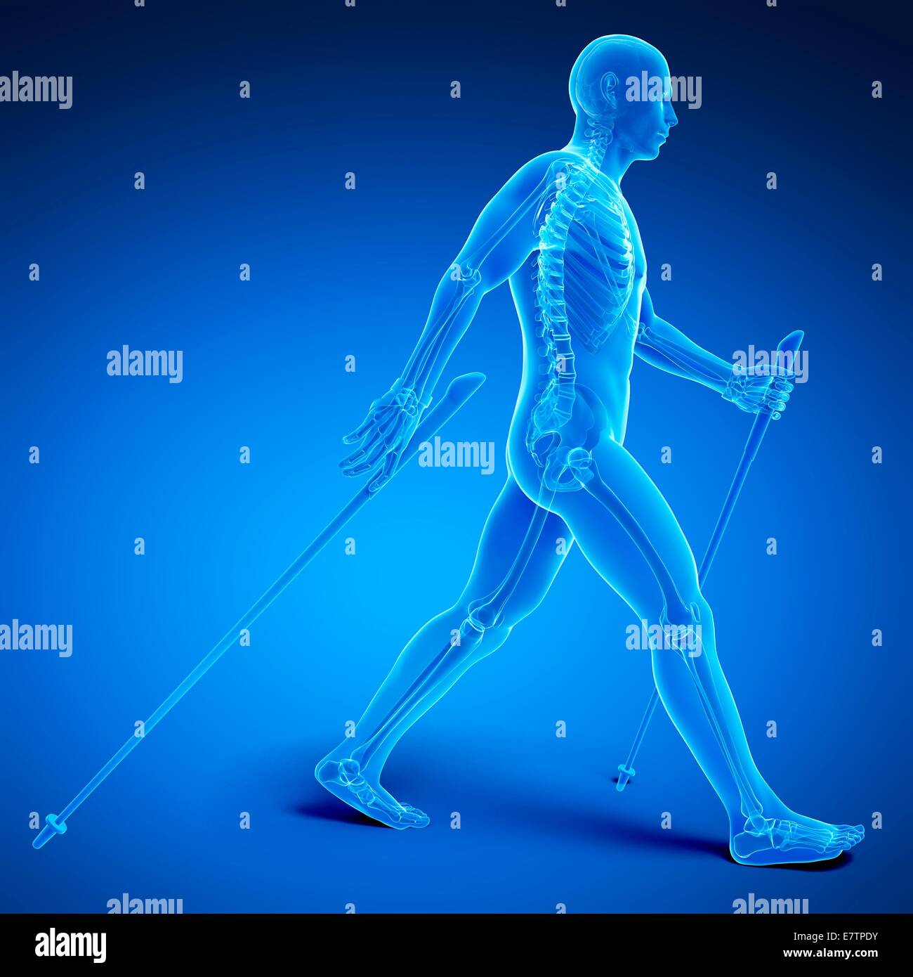 Nordic walker, computer artwork Stock Photo - Alamy