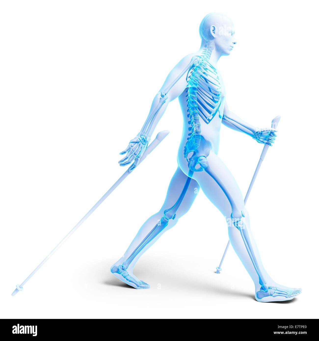 Nordic walker, computer artwork Stock Photo - Alamy