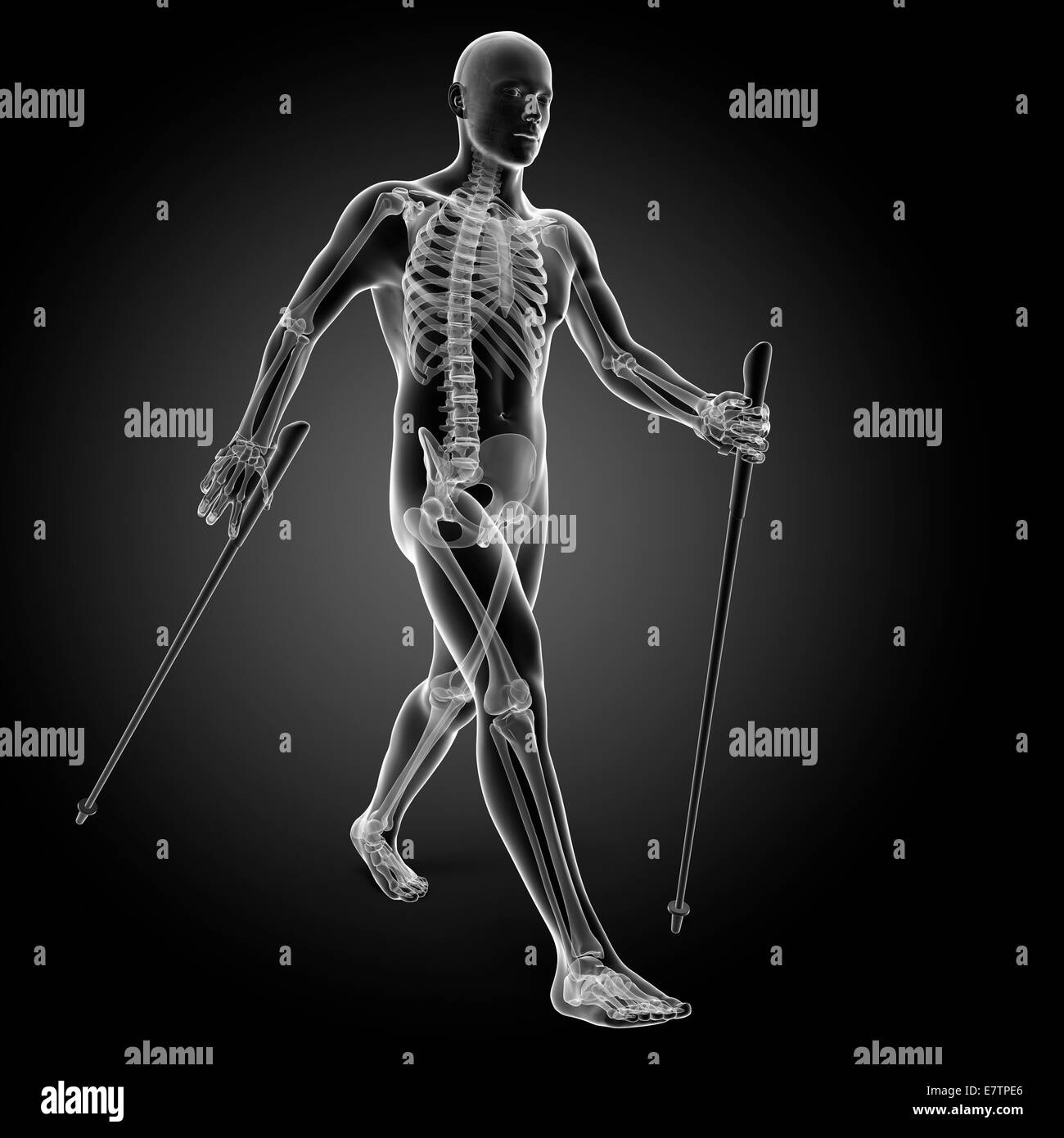 Nordic walker, computer artwork Stock Photo - Alamy
