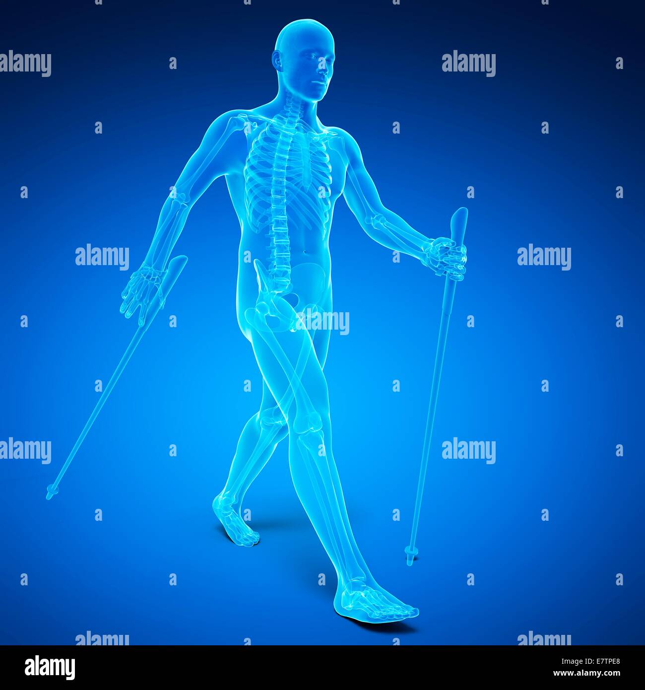Nordic walker, computer artwork Stock Photo - Alamy