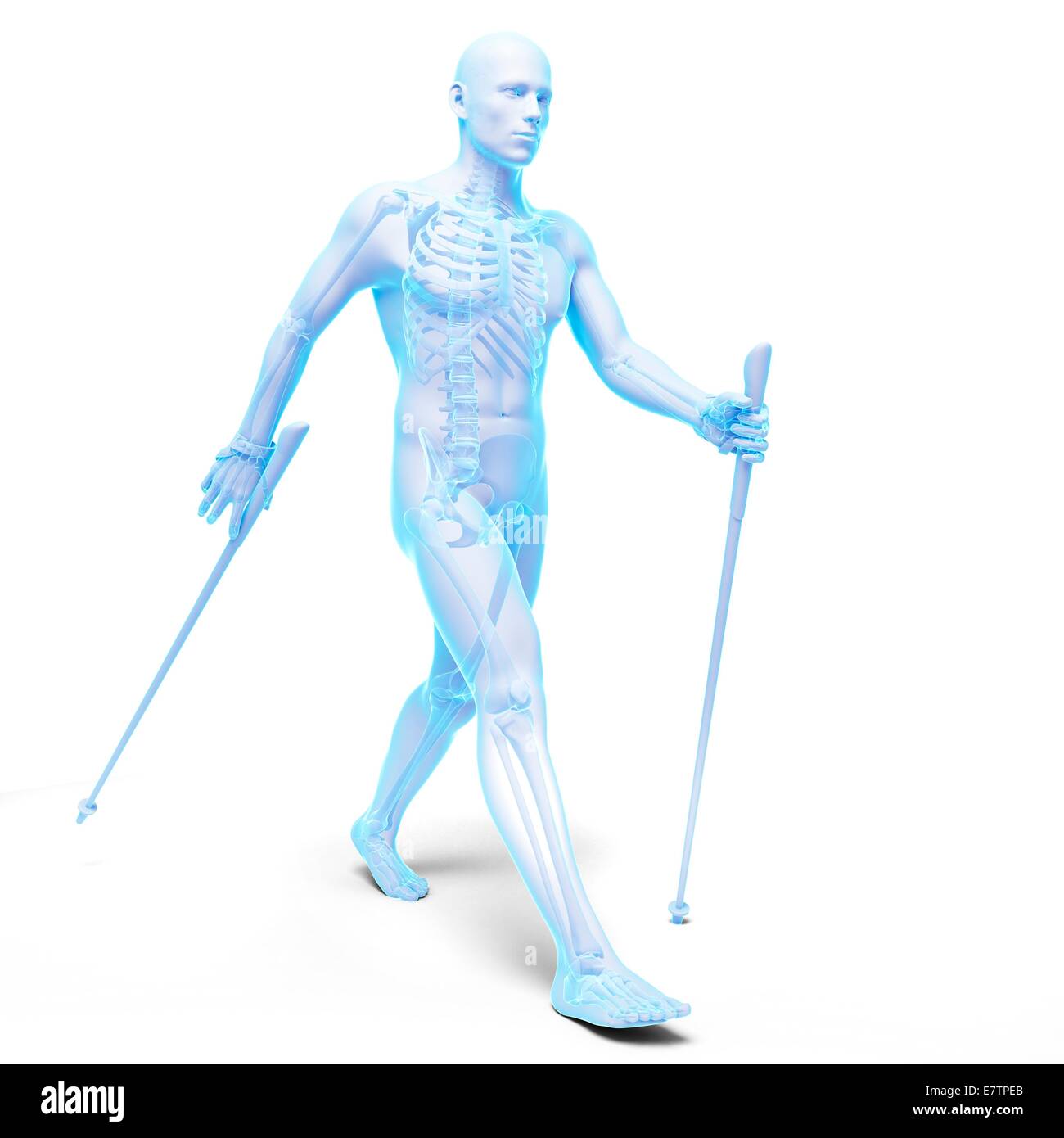 Nordic walker, computer artwork Stock Photo - Alamy
