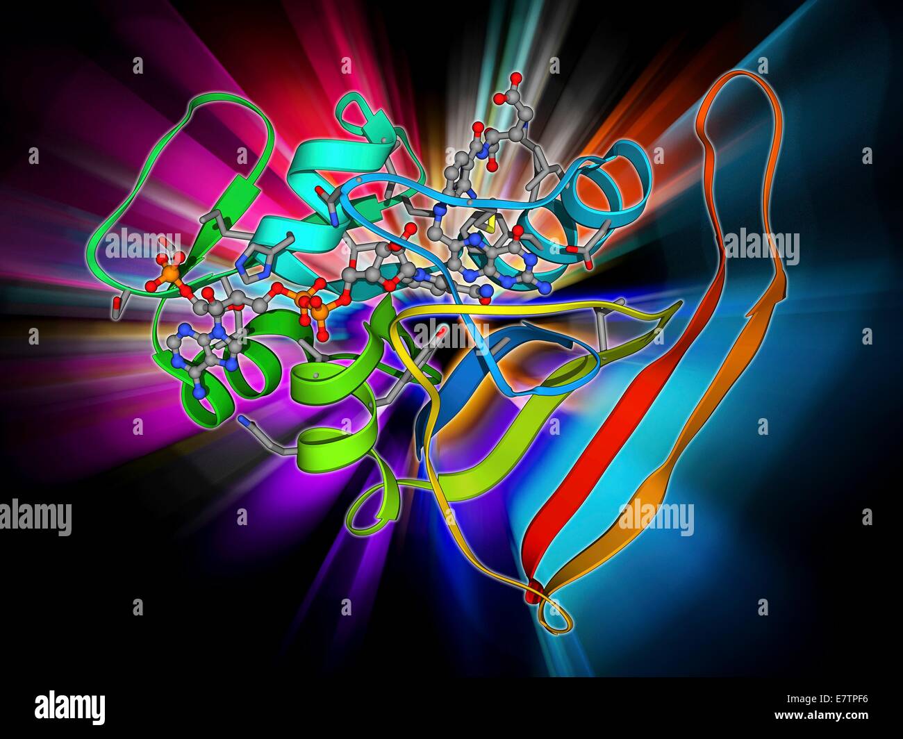 Dihydrofolate reductase, molecular model. This enzyme converts the ...