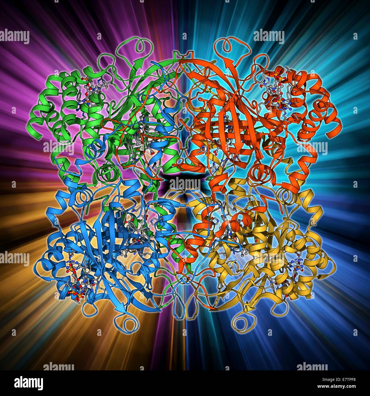 Catalase. Molecular model of catalase from a cow liver. This enzyme to ...