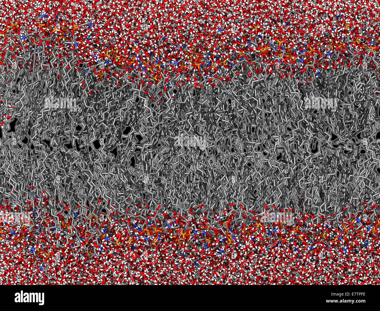 Palmitoyloleoyl PE (POPE) lipid bilayer, computer simulation. This is a ...