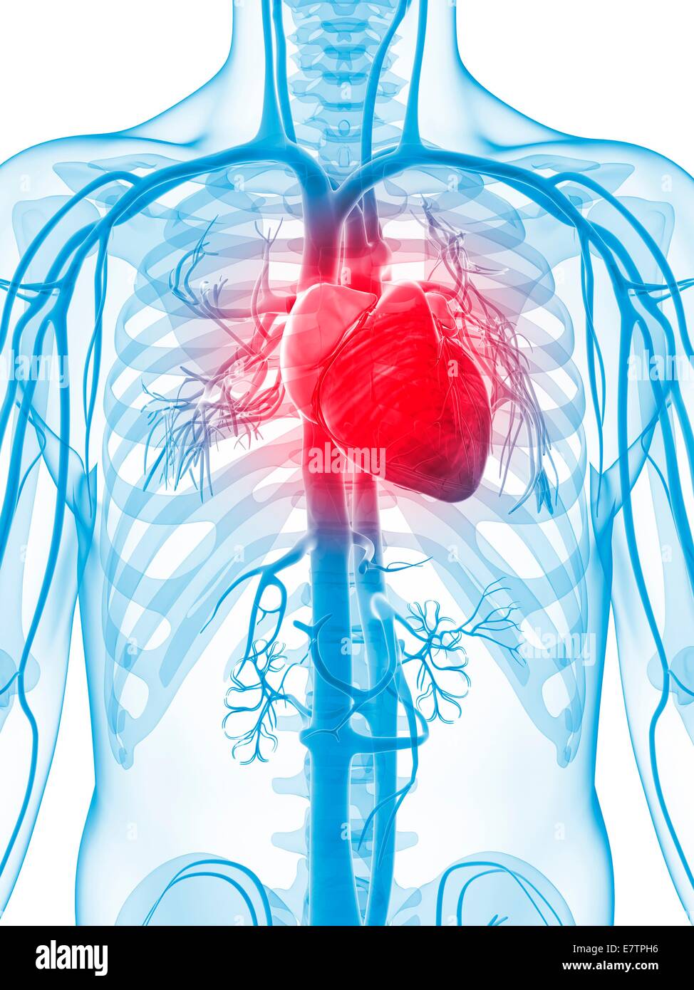 Human heart, computer artwork Stock Photo - Alamy