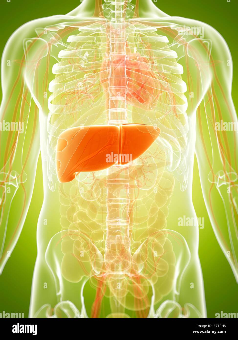 Human liver, computer artwork Stock Photo - Alamy