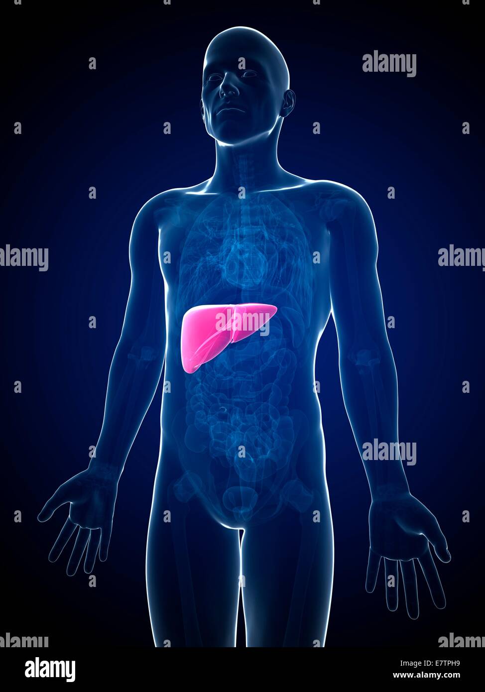 Human liver, computer artwork Stock Photo - Alamy