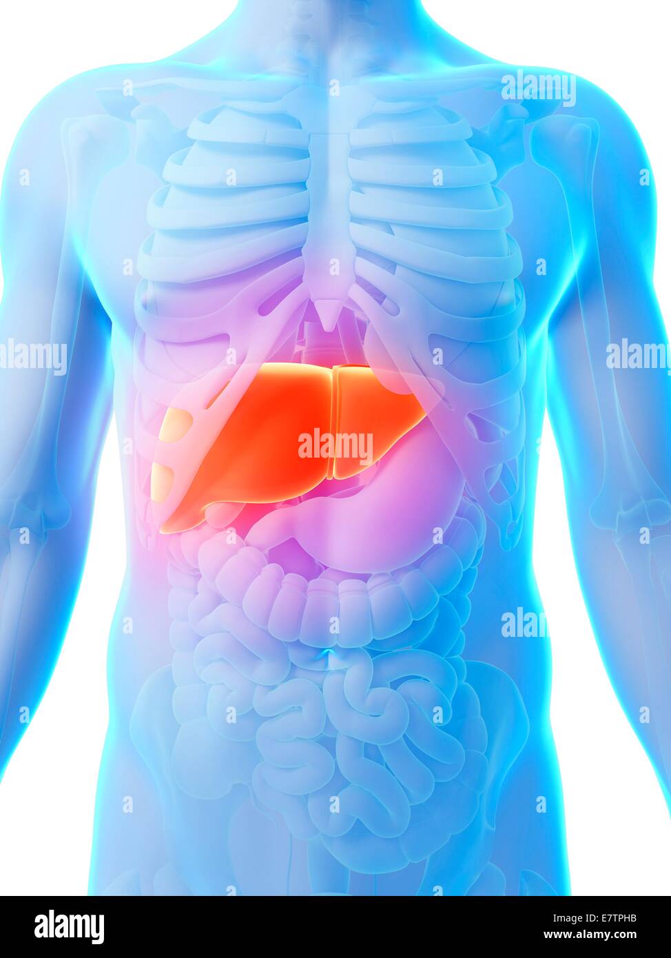 Human liver, computer artwork Stock Photo - Alamy