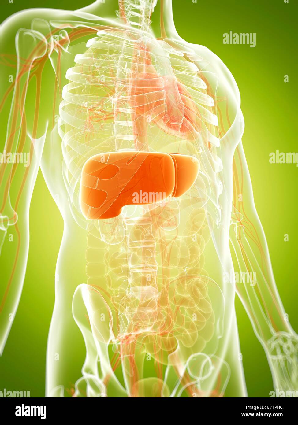 Human liver, computer artwork Stock Photo - Alamy